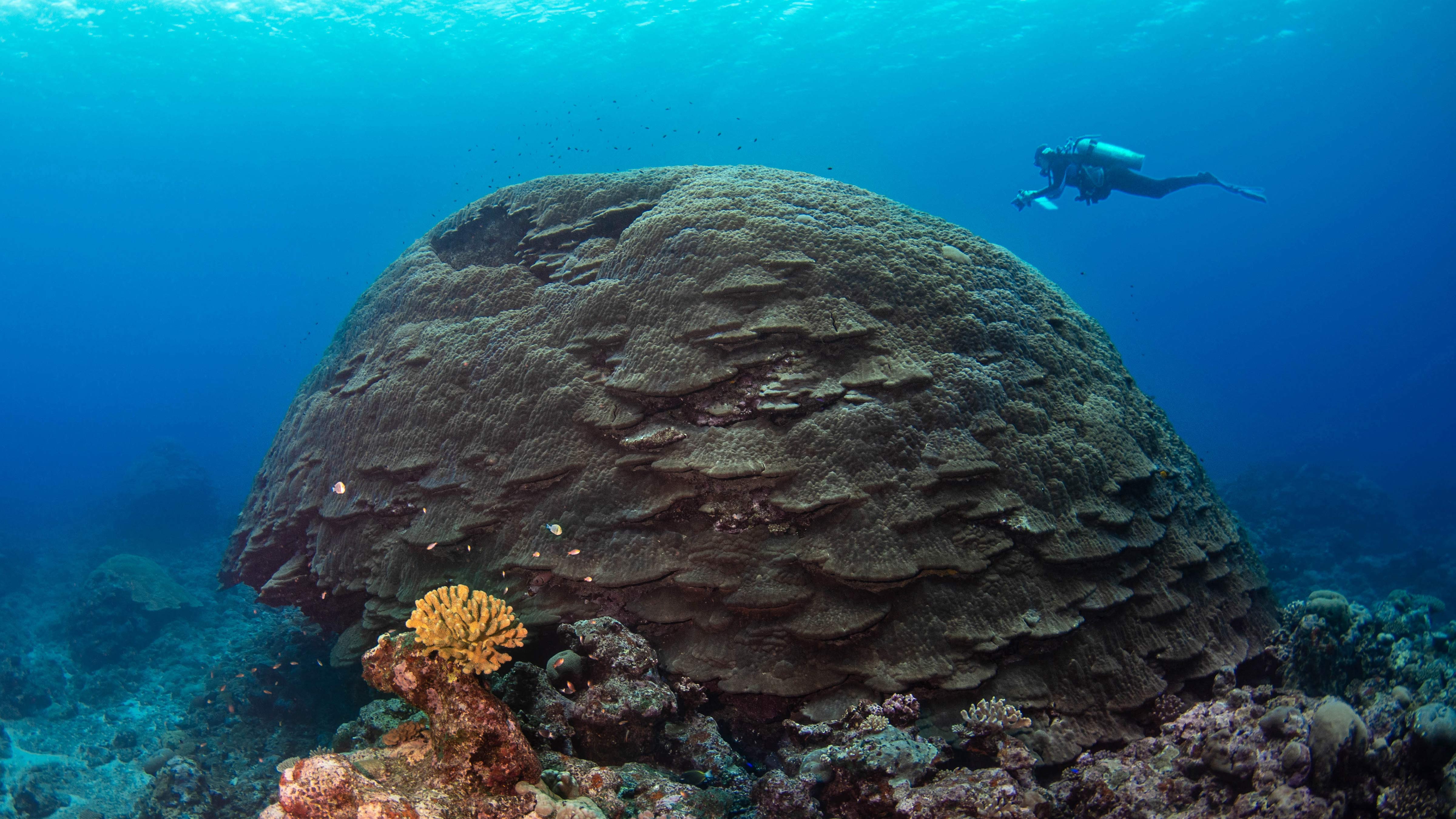 American Samoa's Resilient Coral Reefs