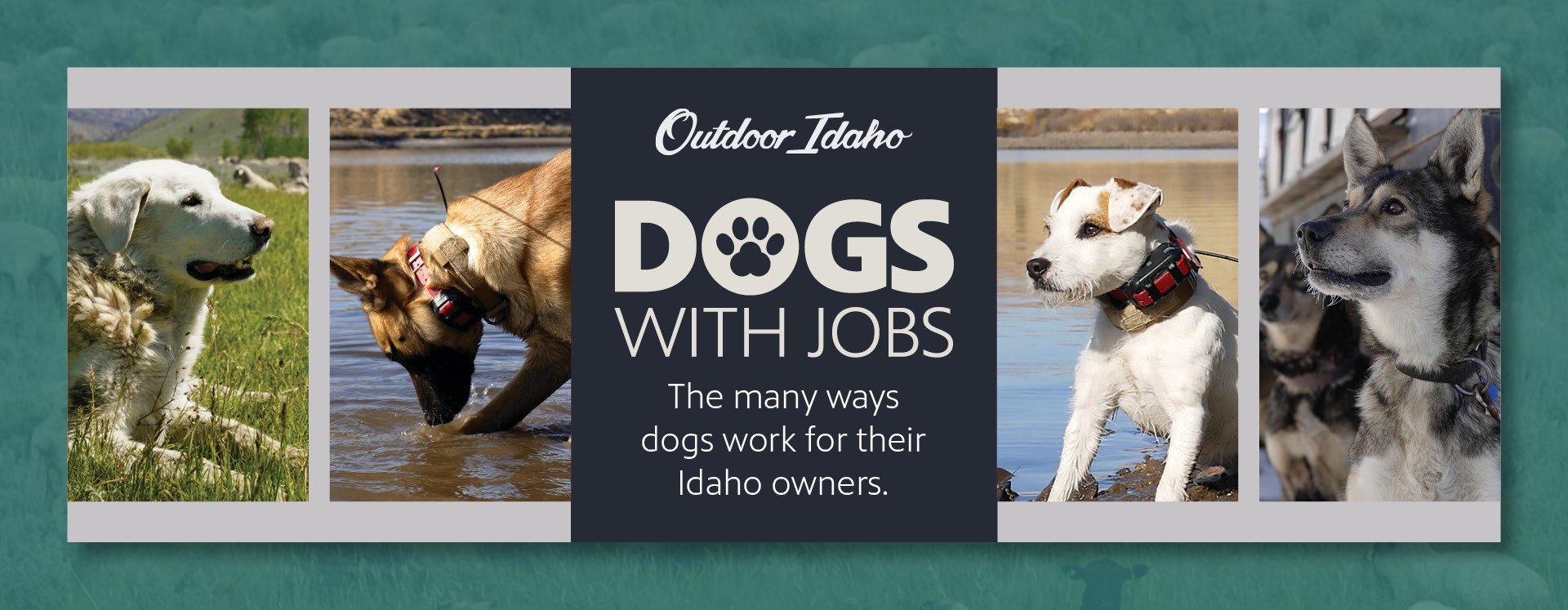 Meet Some Idaho Working Dogs in 'Dogs With Jobs'