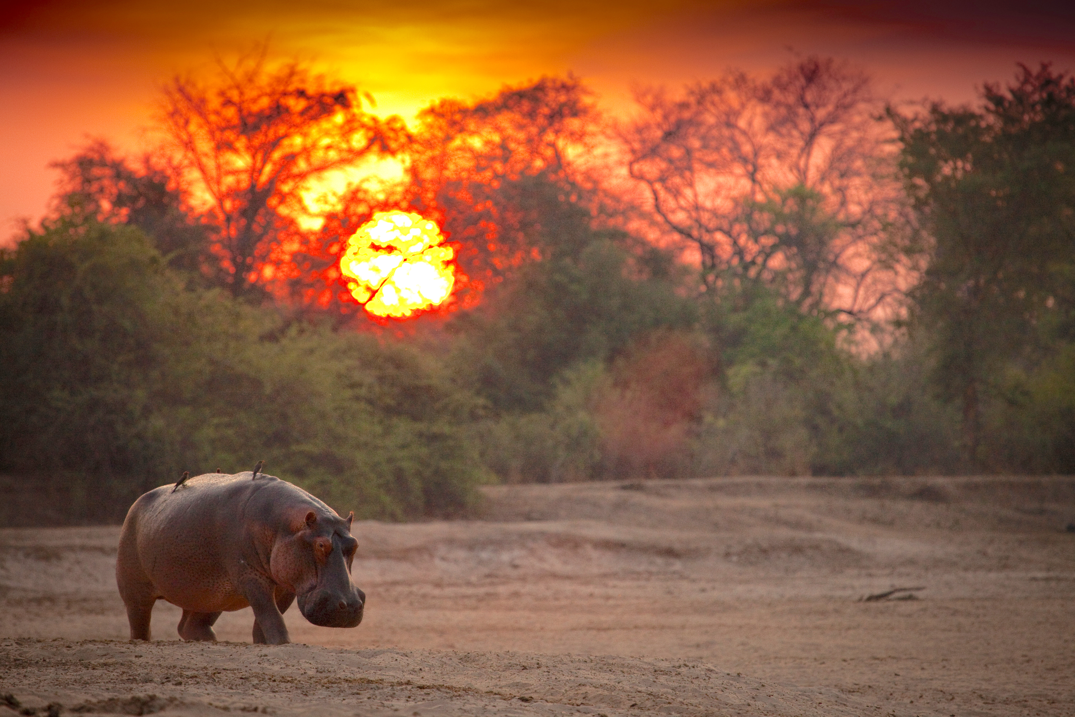 "Nature: Hippo King" coming to Panhandle PBS