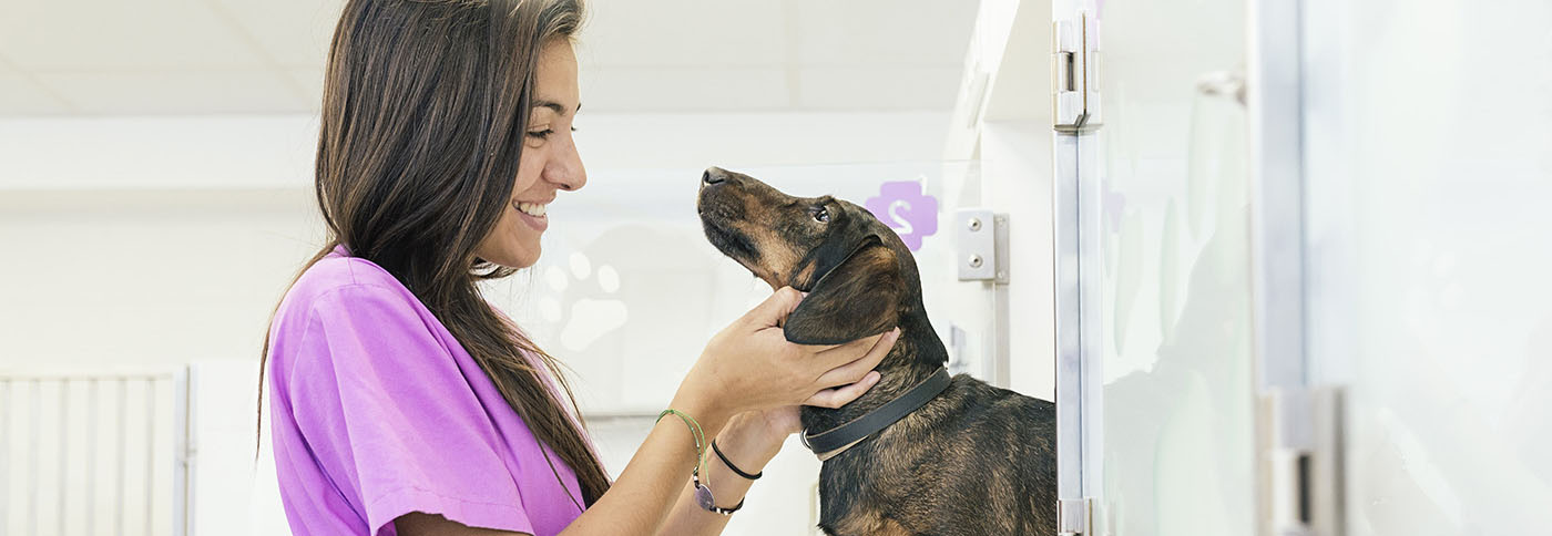 Become a veterinary assistant online | Workforce Education