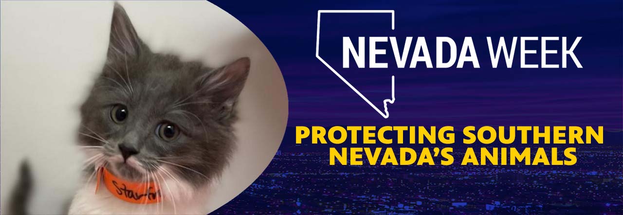 Protecting Southern Nevada’s Animals | Nevada Week