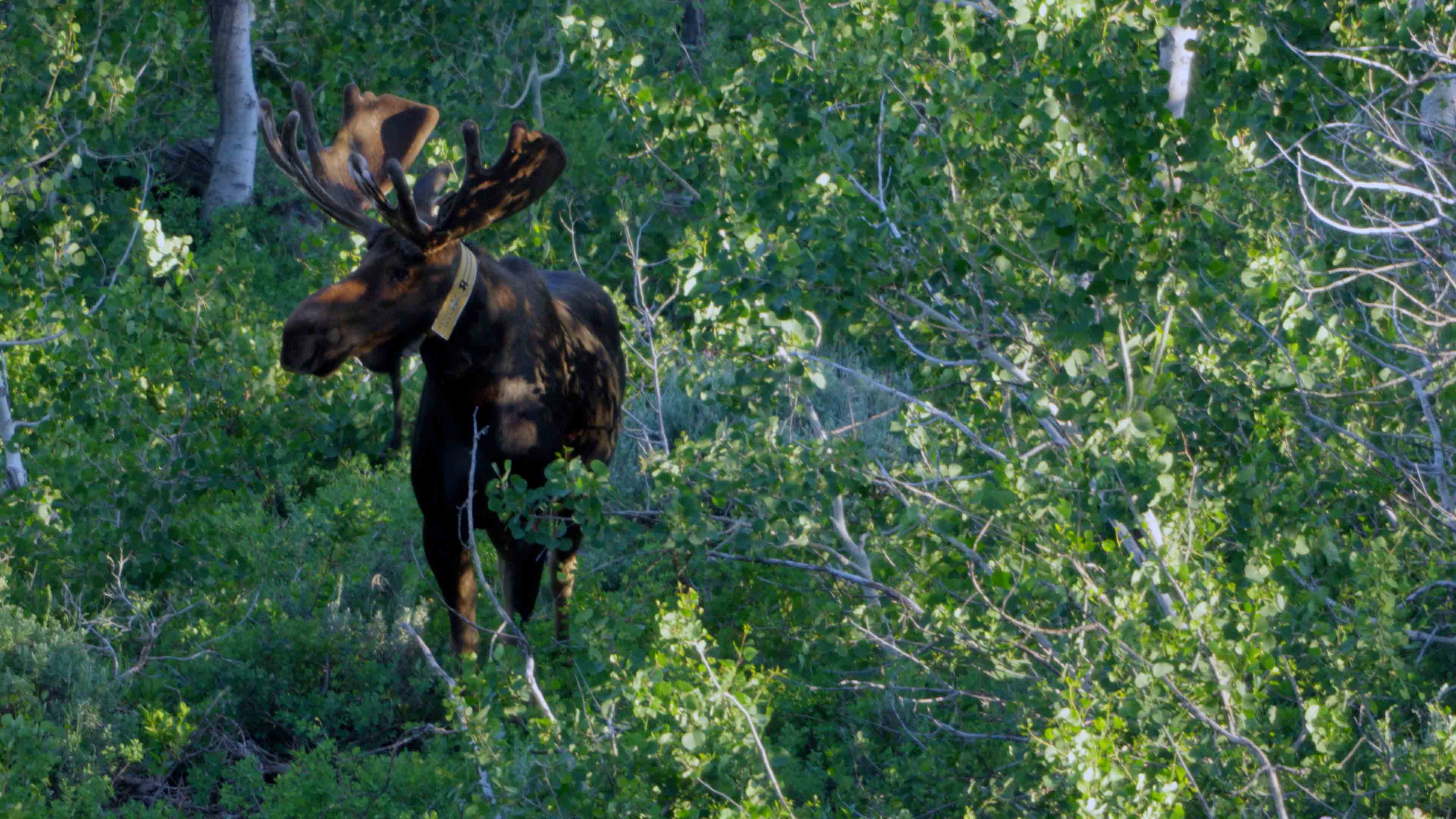 See the State’s Newest Wild Animal: Jarbidge Wilderness