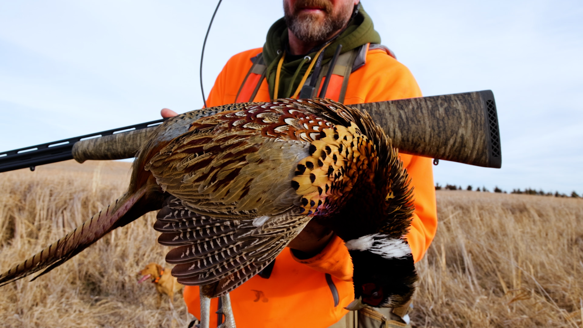Food Plots for Pheasants and Sub Gauge Hunt - Sunday, May 11 at 7:30 p.m.