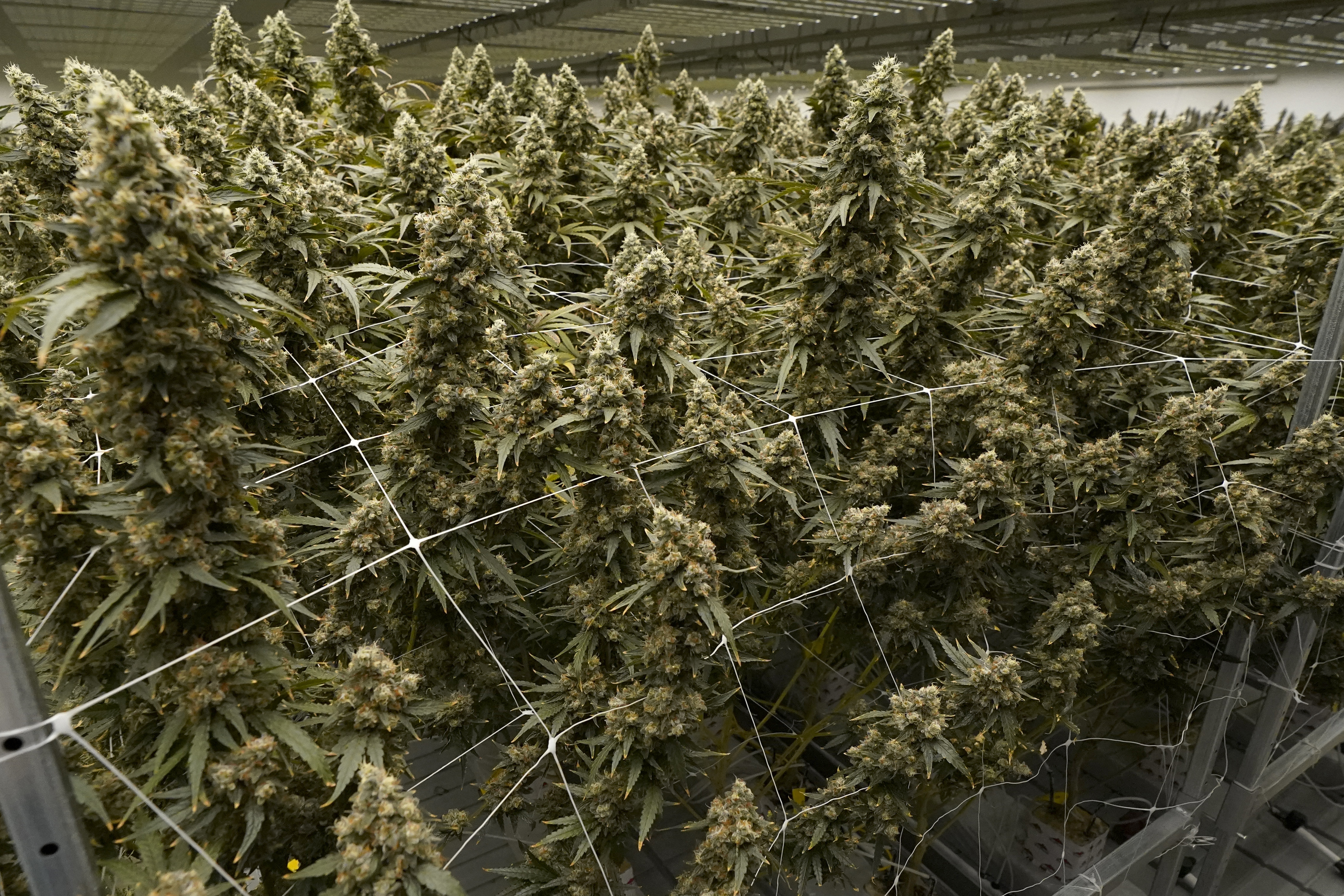 Mississippi expert says potential marijuana reclassification ‘going to ...