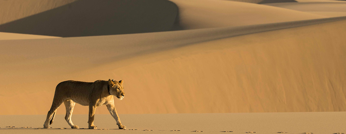 PBS NATURE WINS THREE JACKSON WILD MEDIA AWARDS