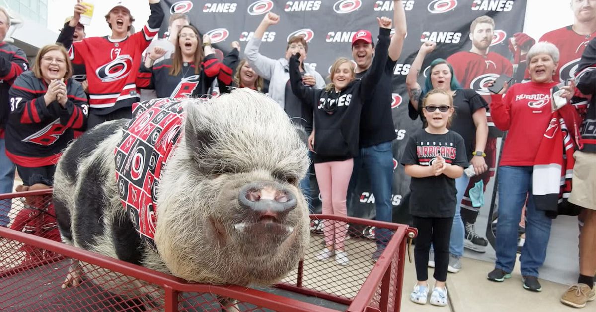 Hamilton The Pig | PBS North Carolina