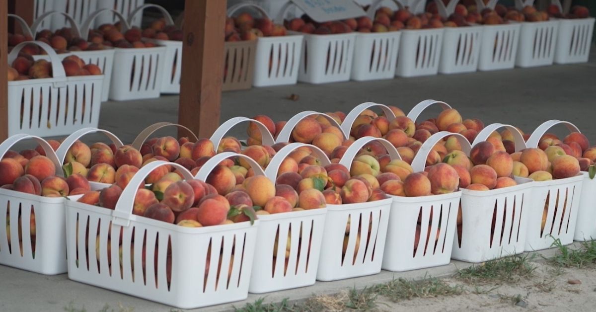 A Peachy Road Trip to the NC Sandhills | PBS North Carolina