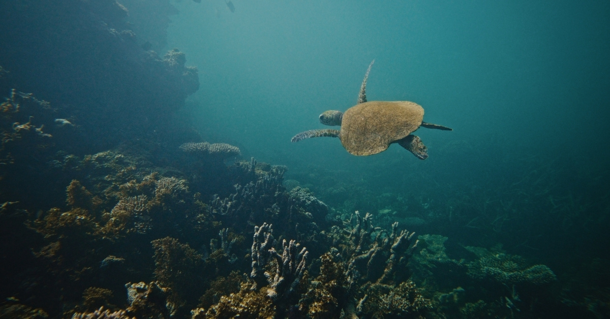 How Dancing Turtles Contributed to a Groundbreaking Study | PBS North ...