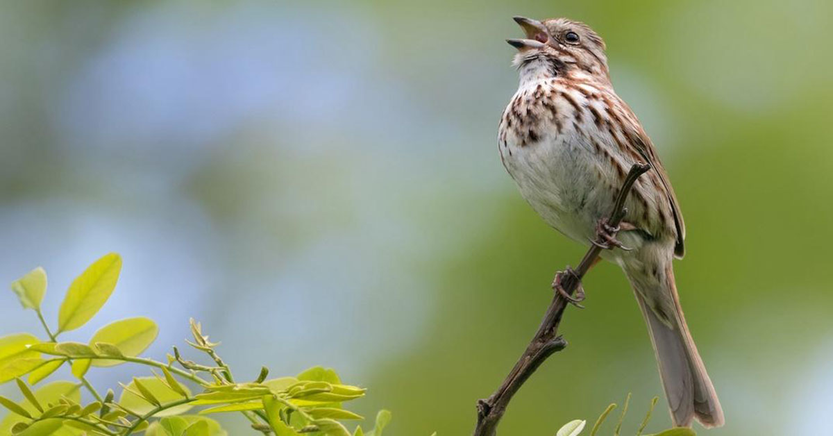 Song Sparrows Shuffle Tweets To Keep It Fresh