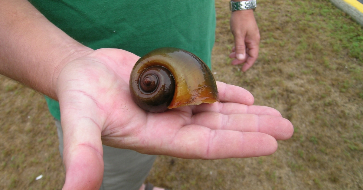 Toxic Snails Found in NC River | PBS North Carolina