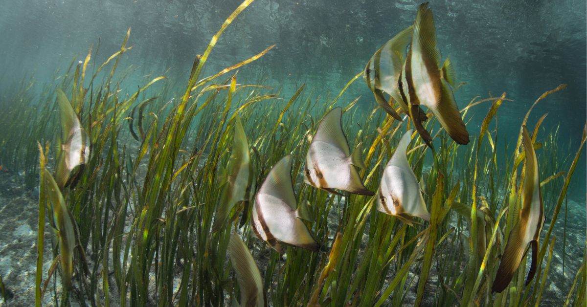 Sea Grass Watering New Grass Seed