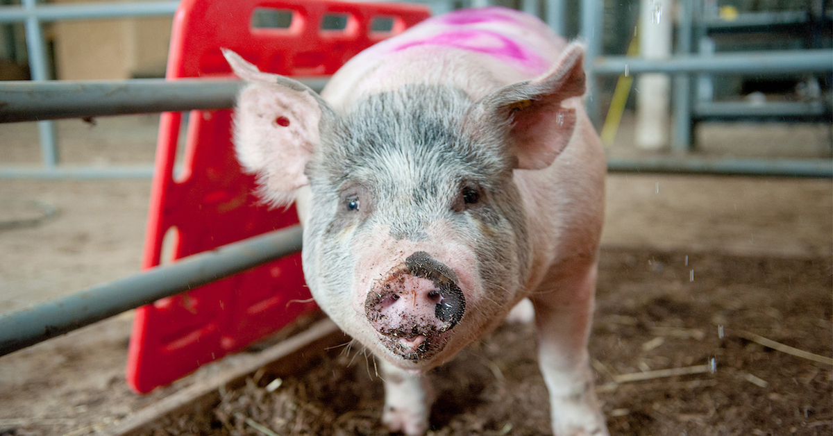 Hog Poop Could Be Lucrative for Farmers | PBS North Carolina