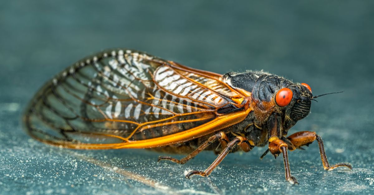 Rare Cicada Emergence Means Spring 2024 Will Be Buzzing | PBS North ...