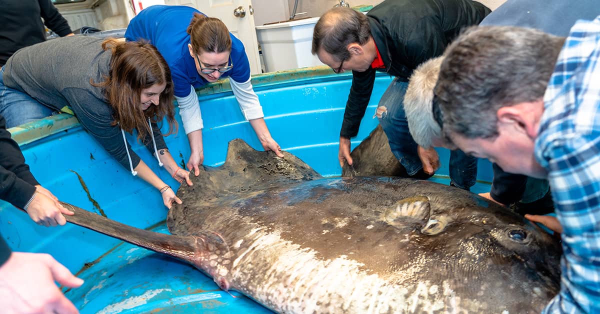Mola Mola Largest Size