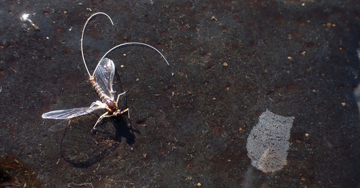 Aquatic Insects Need Rock (But No Roll!) | PBS North Carolina
