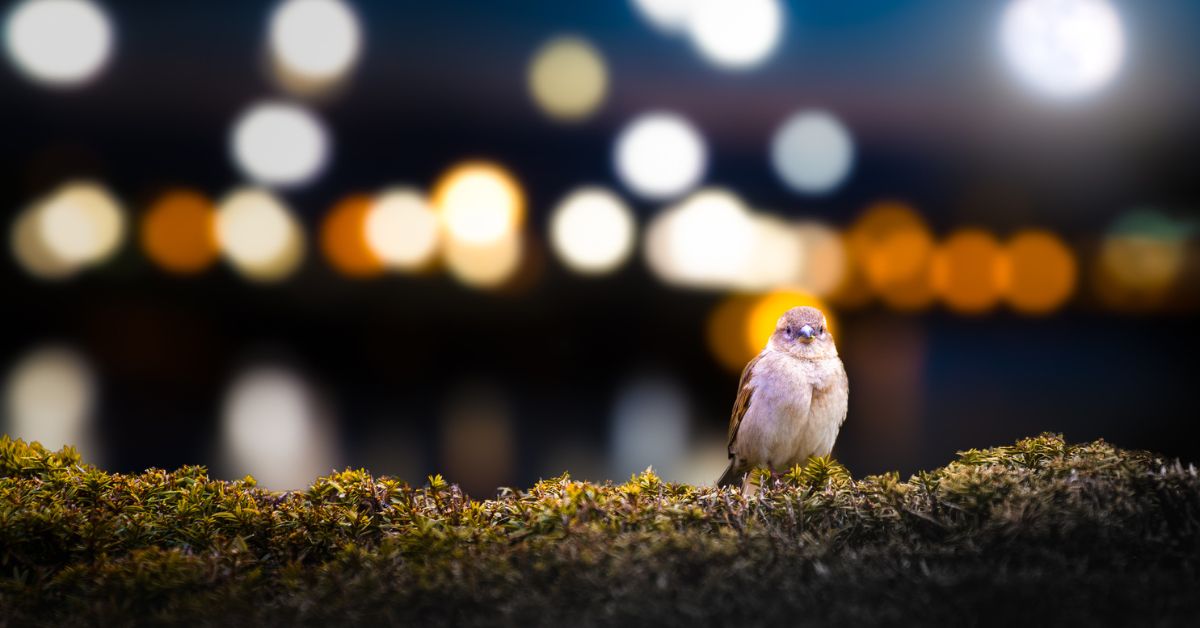 How Light Pollution Affects Backyard Birds | PBS North Carolina