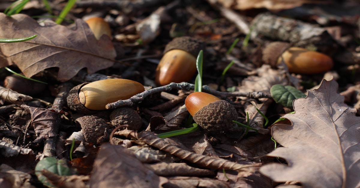 Will This Year's Acorn Drop Be One to Remember? | PBS North Carolina