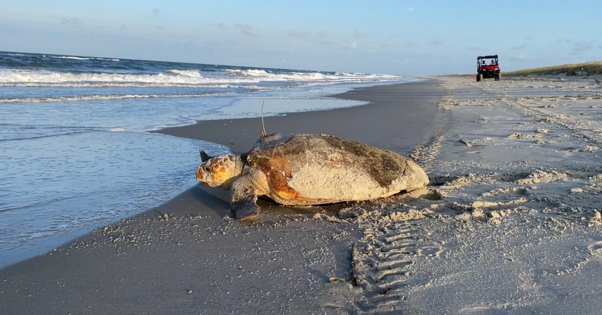 Unlocking the Mysteries of Sea Turtle Migration | PBS North Carolina
