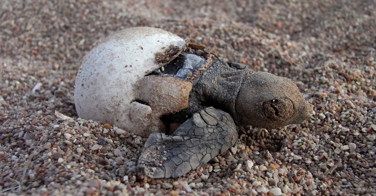 Hurricane Erin’s Deadly Toll on NC Sea Turtles | PBS North Carolina