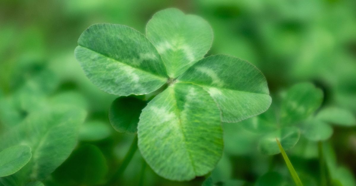 No Luck Finding Four-Leaf Clovers? Blame Genetics | PBS North Carolina