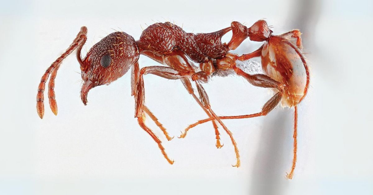 Rare Ant Species Found in the Triangle | PBS North Carolina