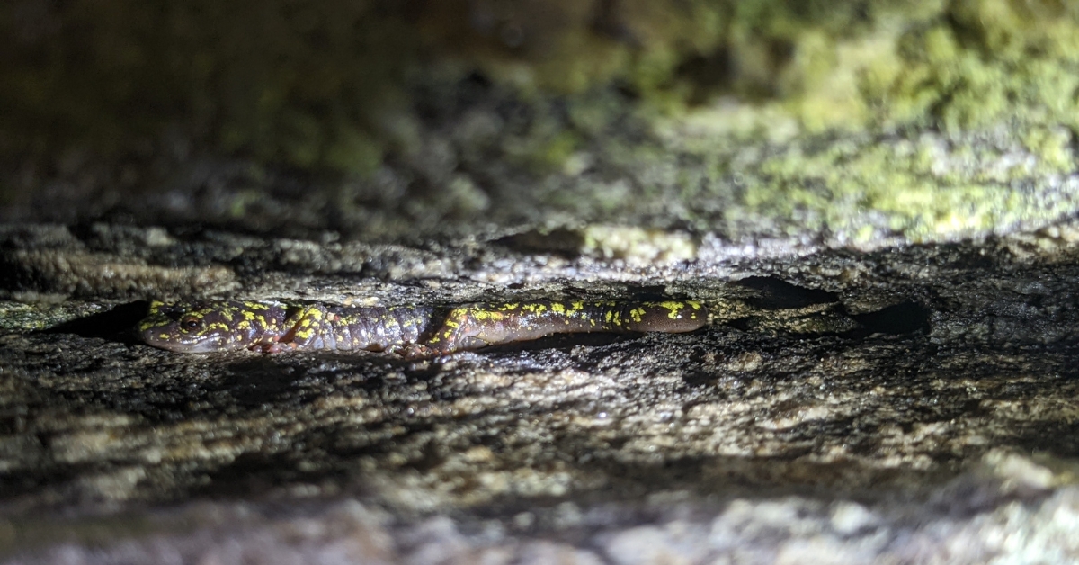 Rare Salamander’s Fate Is Unknown After Helene’s Devastation | PBS ...