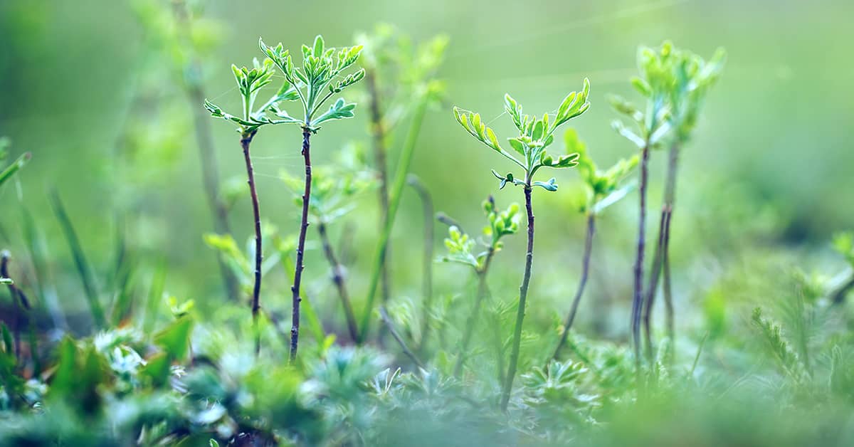 How 3D Printing Helps Scientists Study Plants | PBS North Carolina