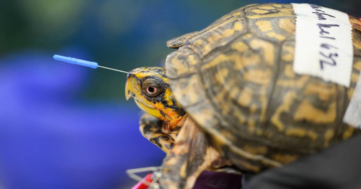 Ancient Medicine Treats an Even Older Species | PBS North Carolina