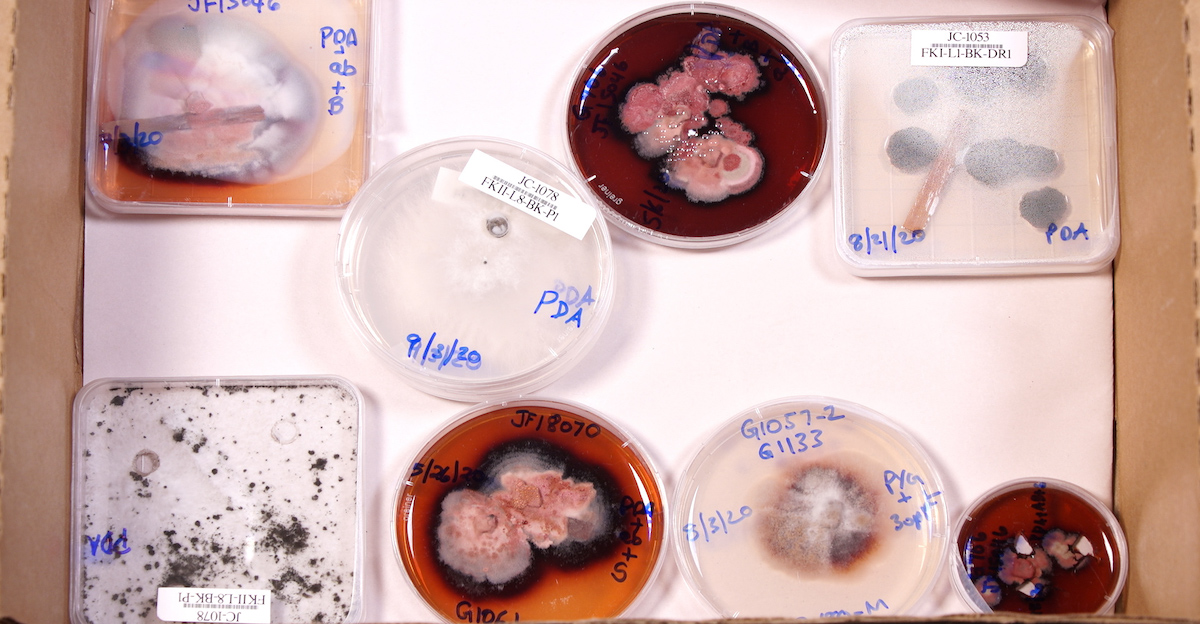 Scientists are looking closely at fungi to discover new medicines