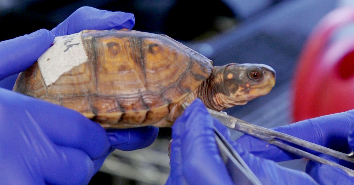 Turtle Season Means More Turtle Rescues | PBS North Carolina