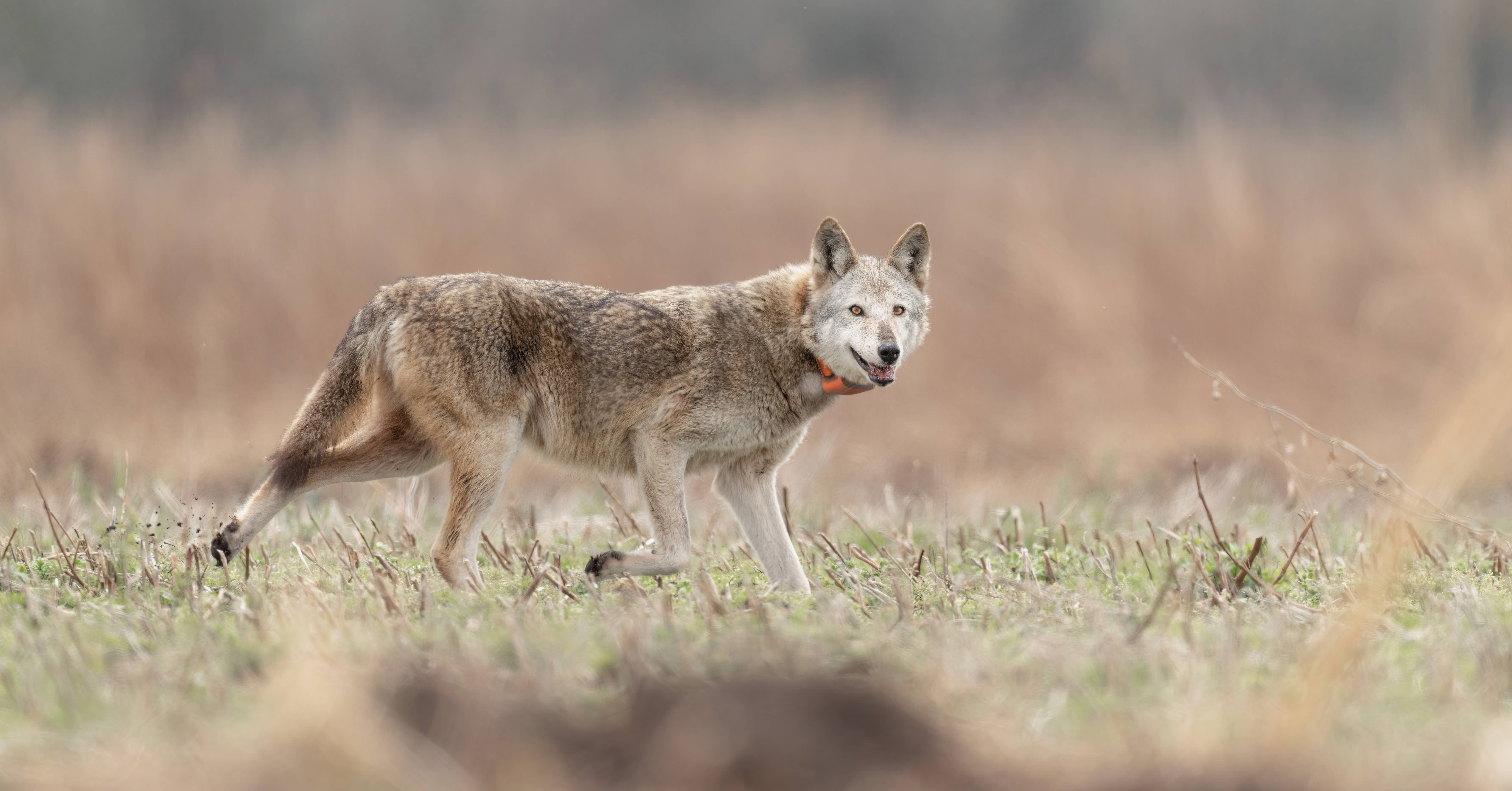 Red Wolf Recovery Depends on North Carolina Experts | PBS North Carolina