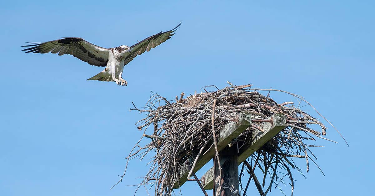 Lake Norman’s Famous Ospreys Return to Nesting Platform | PBS North ...