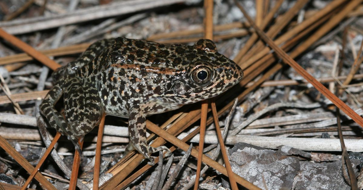Giving Carolina Gopher Frogs a Leg Up | PBS North Carolina