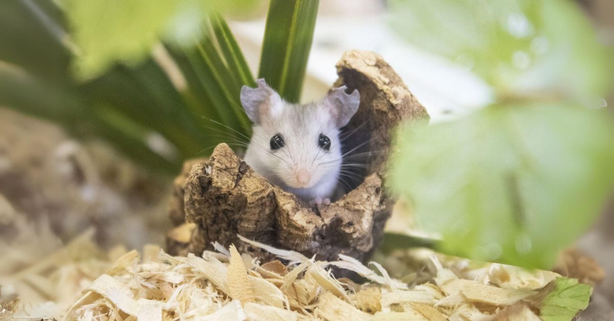 What Can a Tiny Mouse Teach Us About Climate Change? | PBS North Carolina
