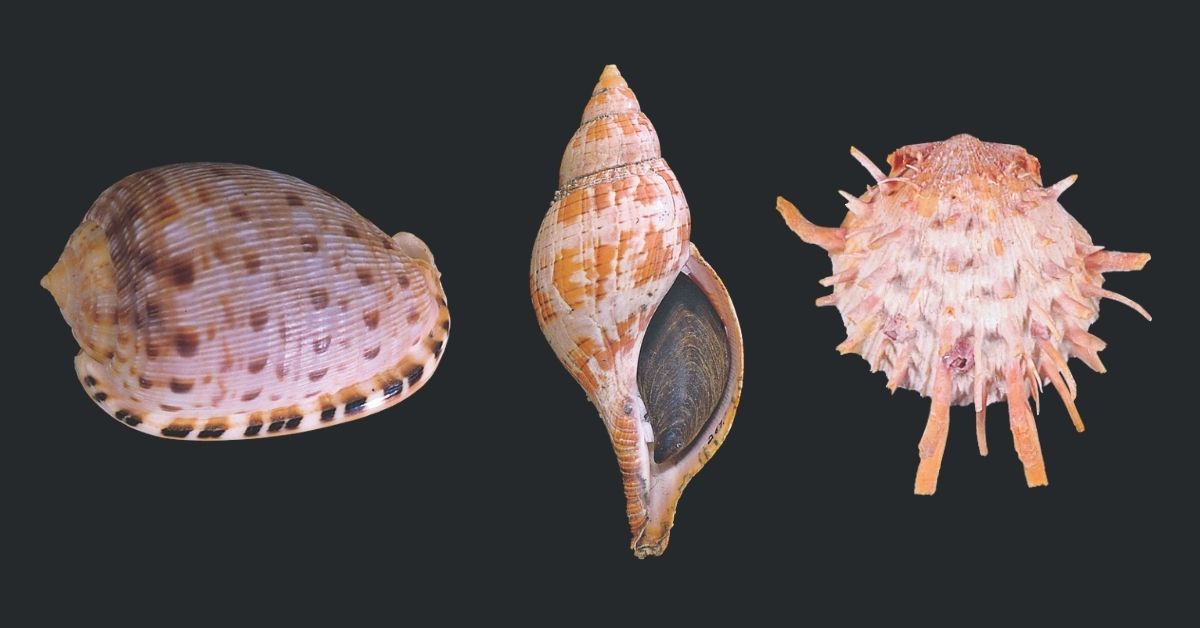 An Updated Field Guide for NC Seashells | PBS North Carolina