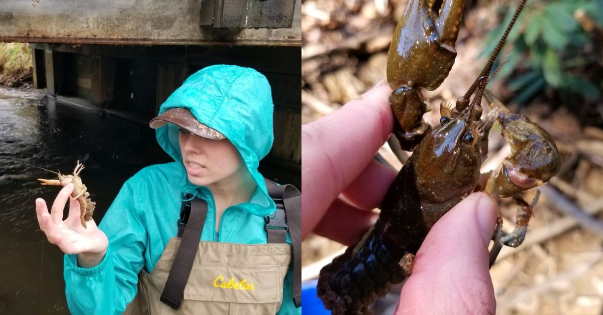 Two New Crayfish Species Discovered in Western NC | PBS North Carolina