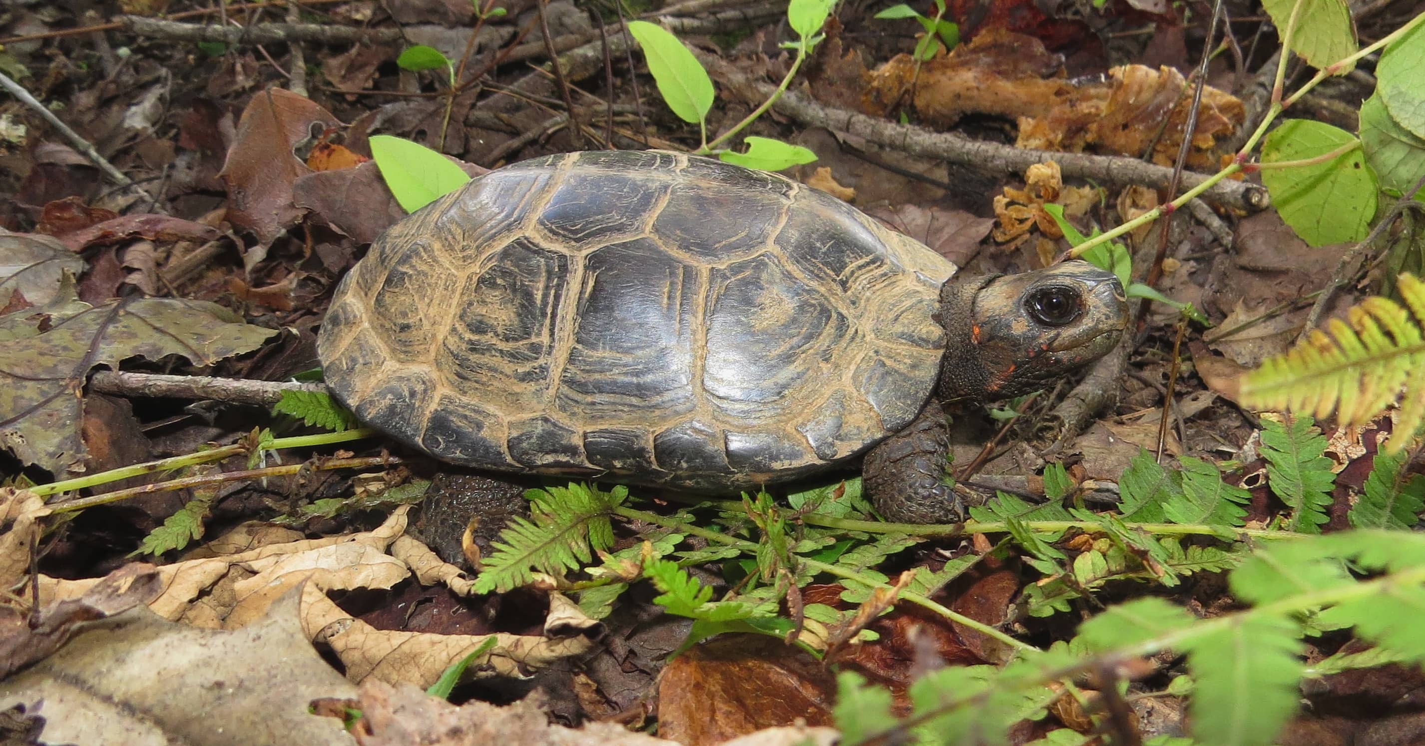 Groundbreaking Survey Finds One Fifth of All Reptiles Species Could Go ...