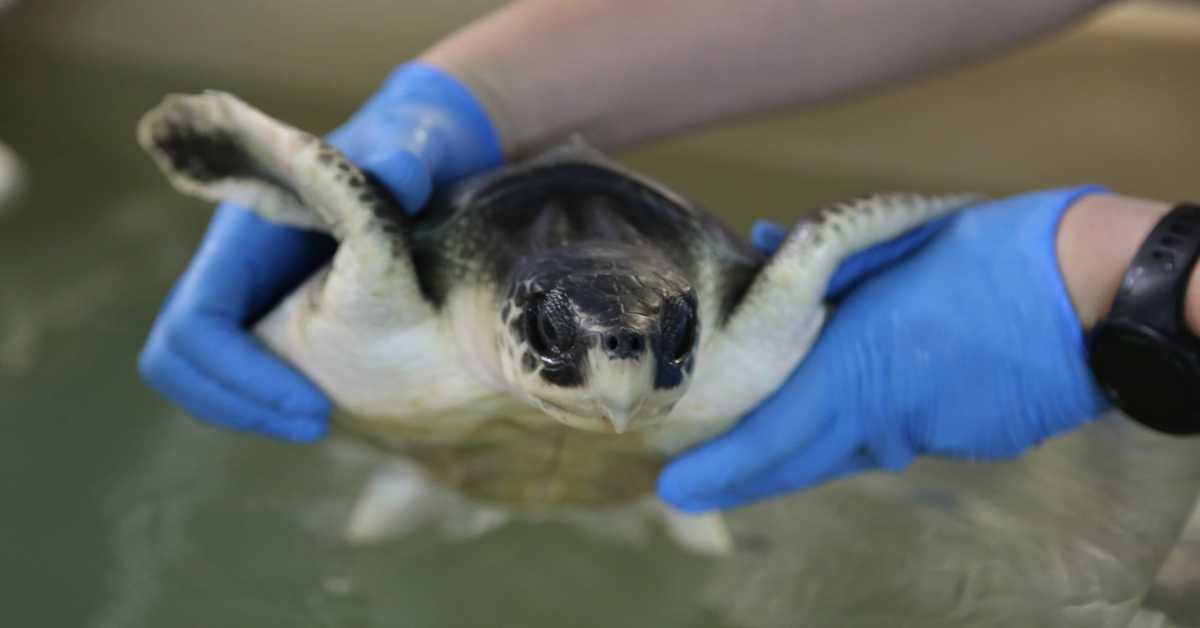 Saving Cold-Stunned Sea Turtles | PBS North Carolina