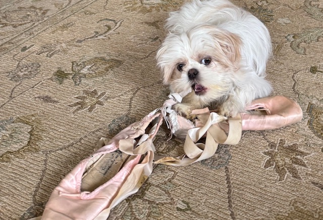 Artviews | Ballet: An Art Form For Our Dogs by Rosine Bena