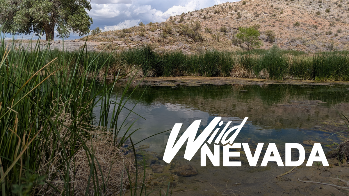 Wild Nevada | Ep 4 Panaca and Kershaw-Ryan