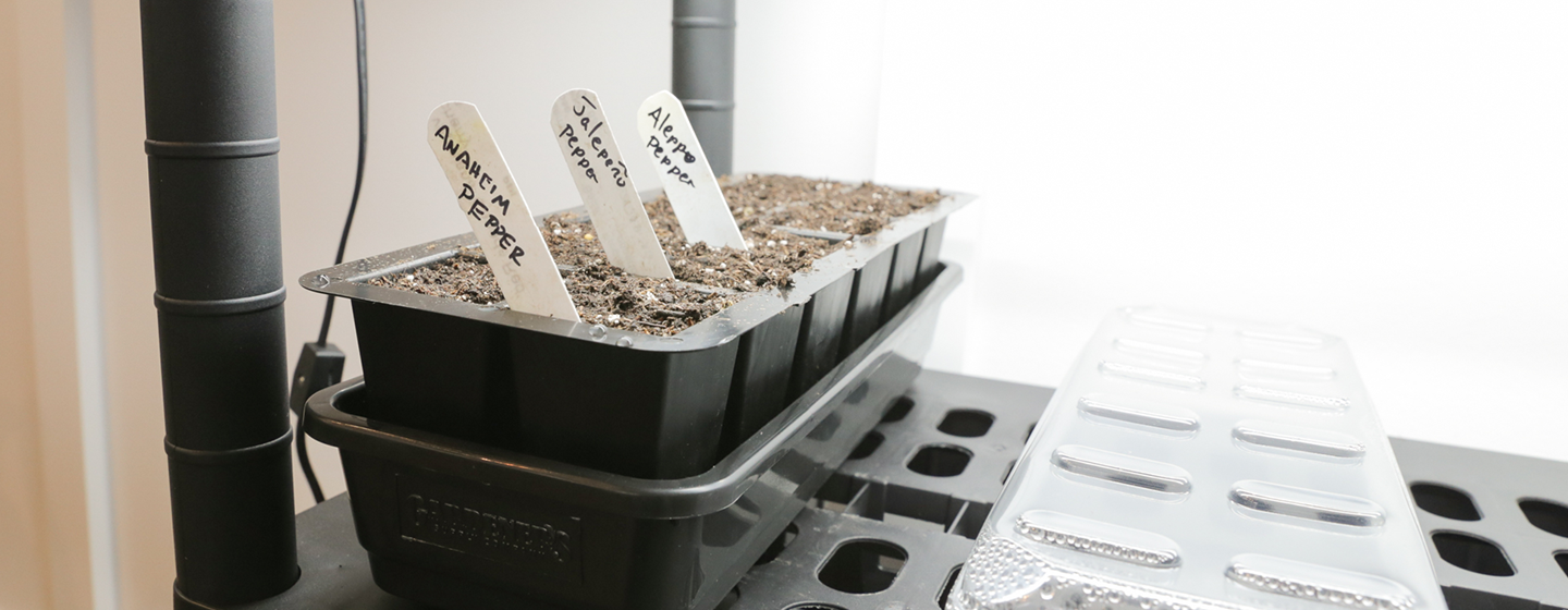 Simple Indoor Seed Starting Set Up