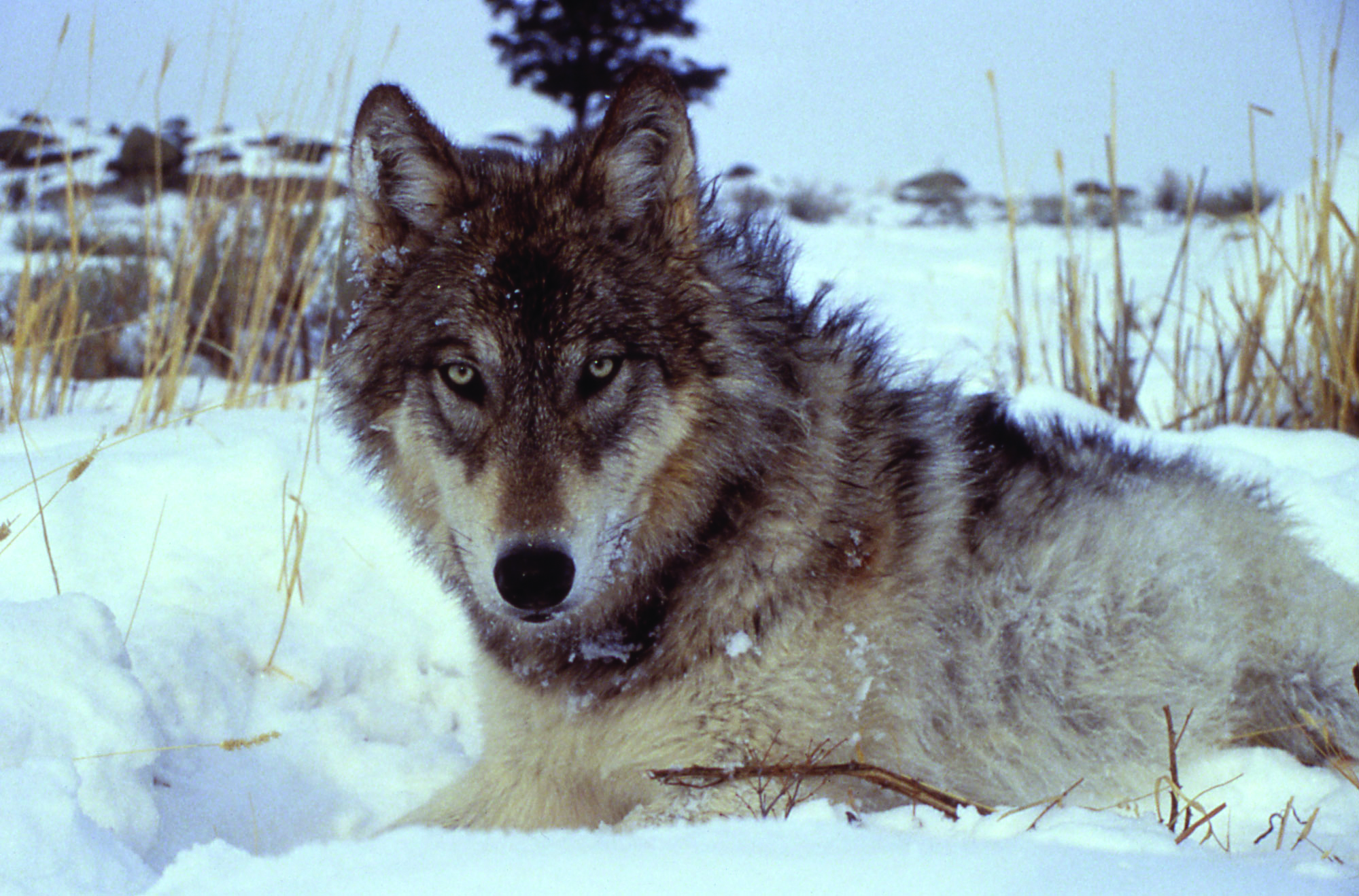 Return of the Wolves: The Next Chapter