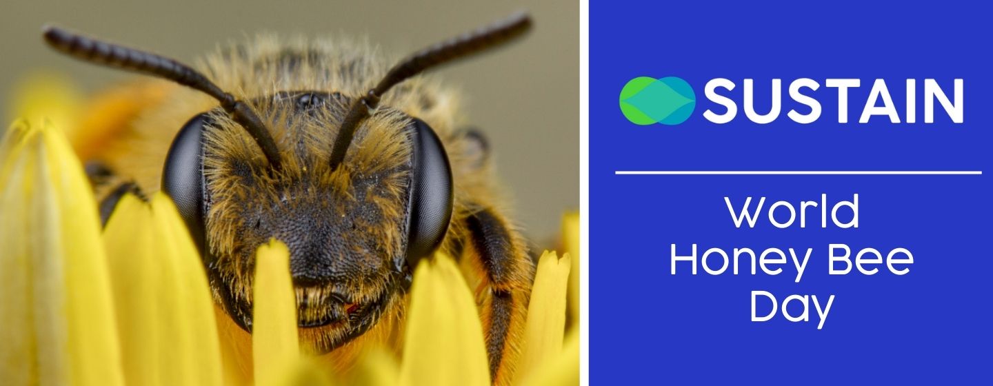 World Honey Bee Day | Sustain