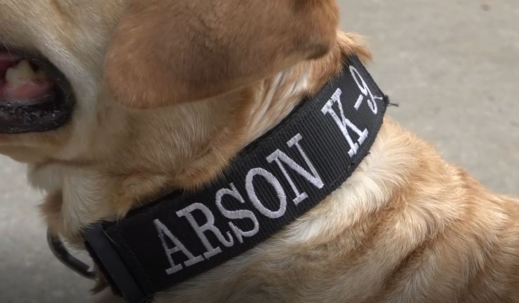 Meet Kindle the Arson Dog