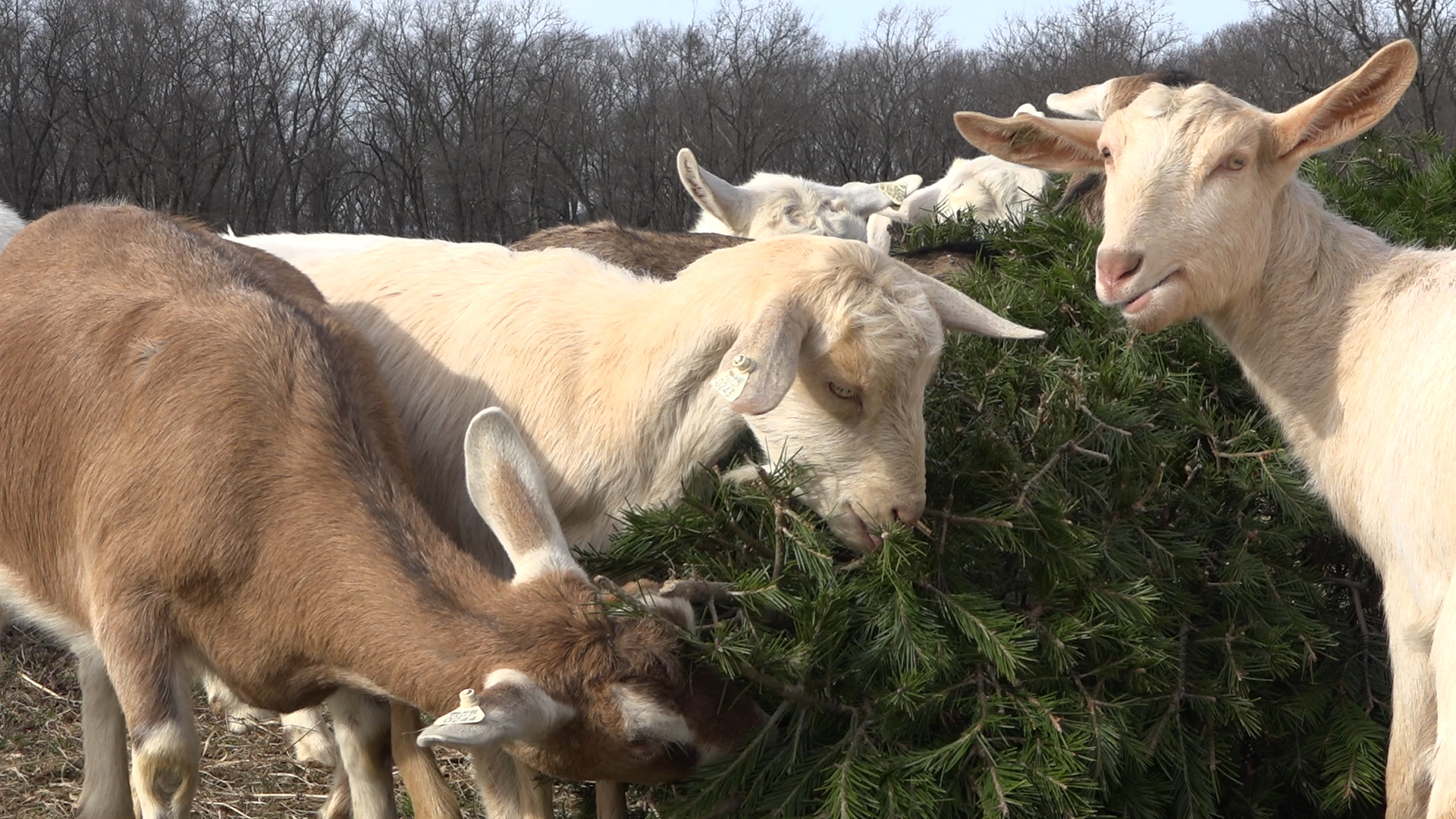 The G.O.A.T. Way To Toss Your Christmas Tree