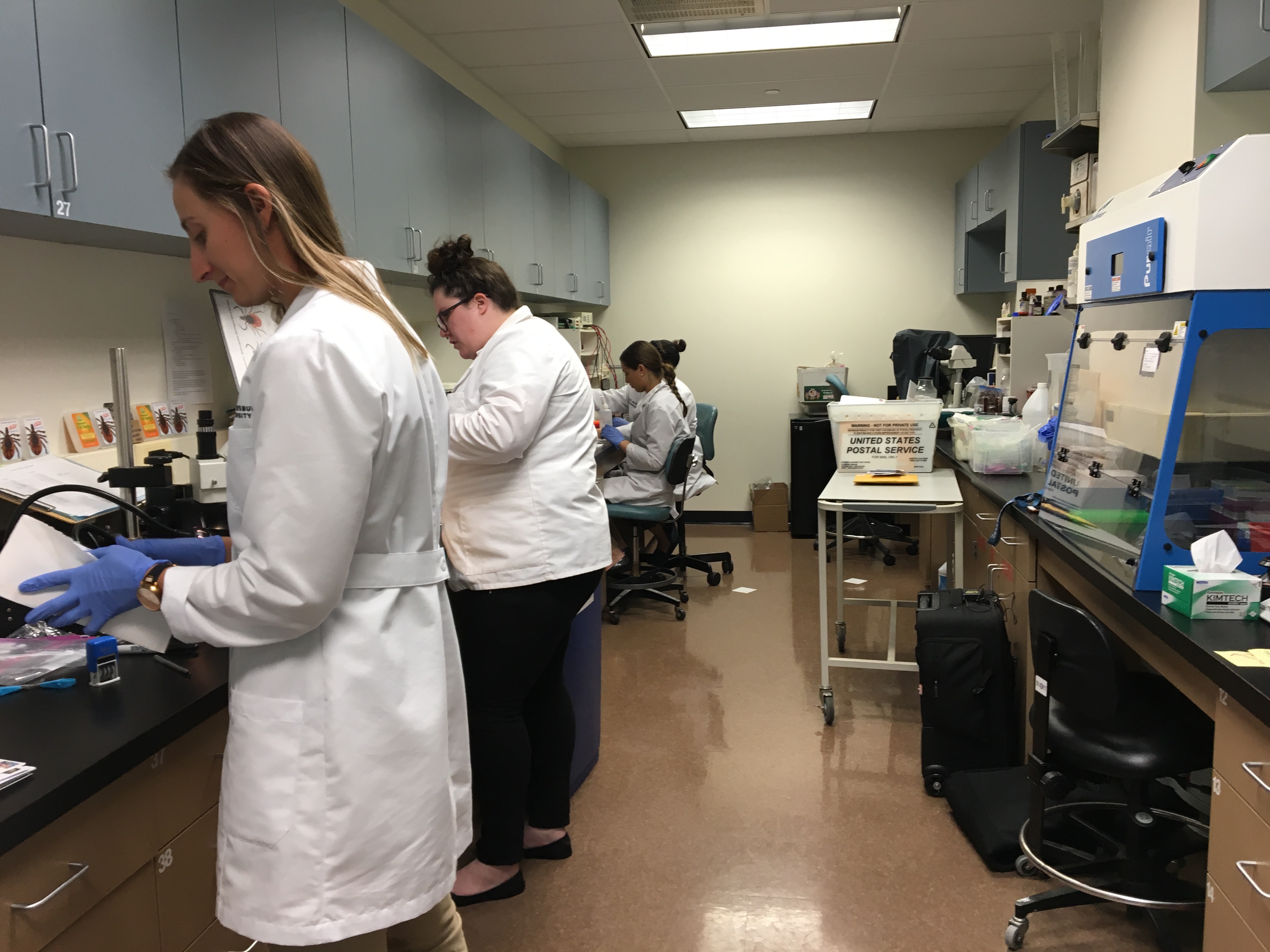 ESU Lab Testing Tickborne Disease for Free