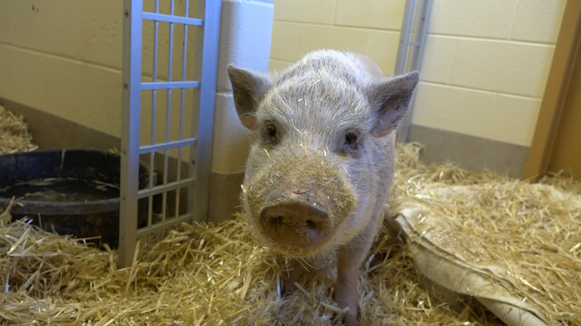 Bucks Co. SPCA Inundated with Animals After Busy Start of the Year
