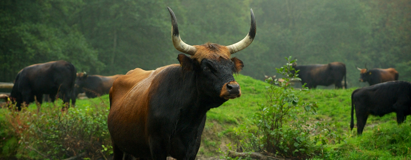 Hitler’s Jurassic Monsters | PBS Western Reserve