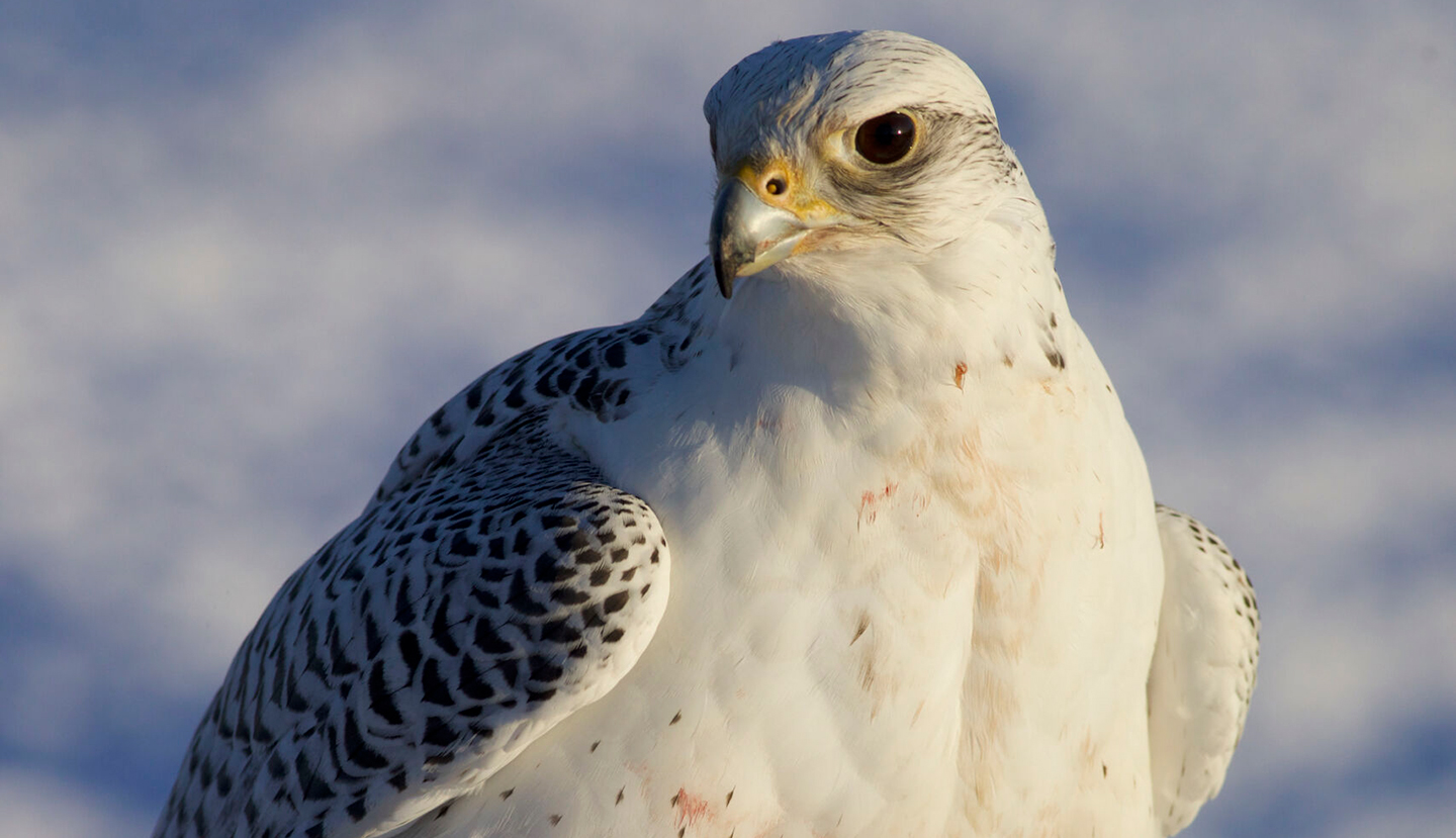 Nature, Raptors: A Fistful of Daggers | PBS Western Reserve