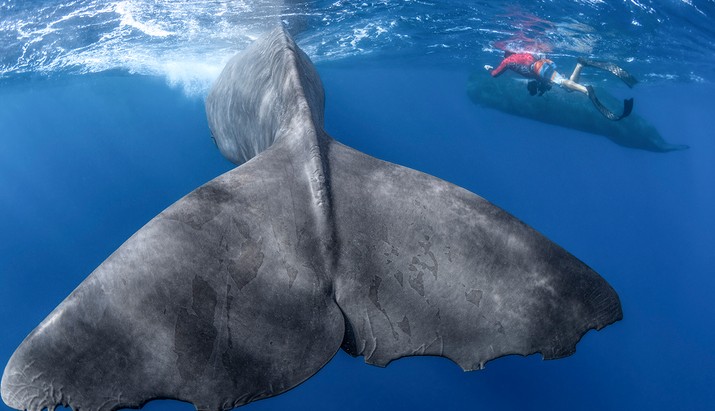 Nature, Patrick and the Whale | PBS Western Reserve